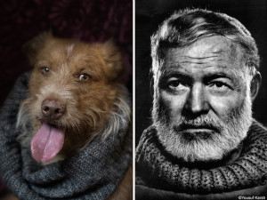 Ernest Hemingway - Poetic Dogs - Dan Bannino